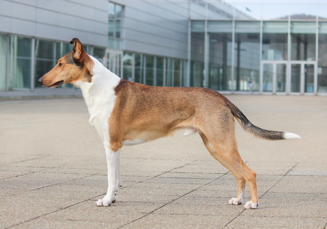 Vigo :: Smooth collies Molinari